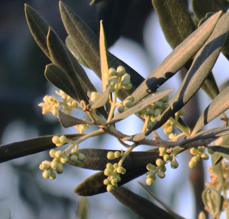 Work lines / SCI Olive - SCi Olive - Santa Cruz Ingeniería